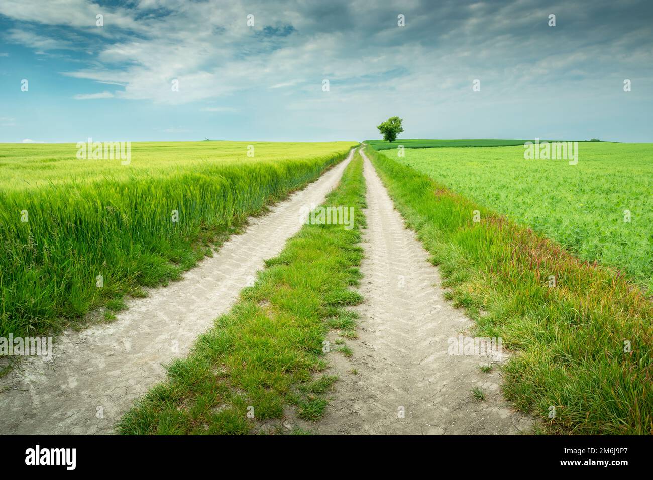 Rural road through farmland and a lone tree Stock Photo - Alamy
