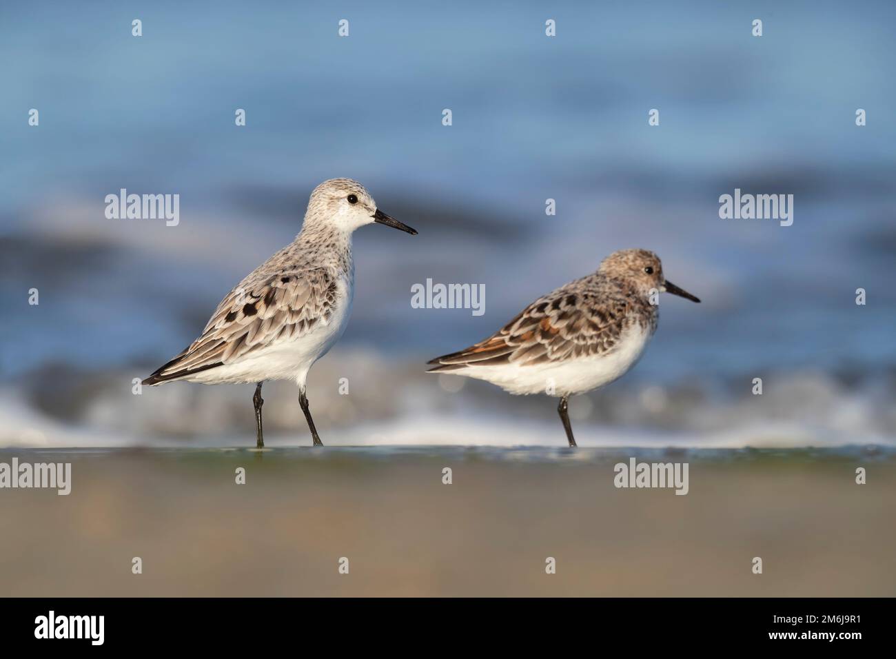 The sanderling (Calidris alba) small wading bird Stock Photo - Alamy