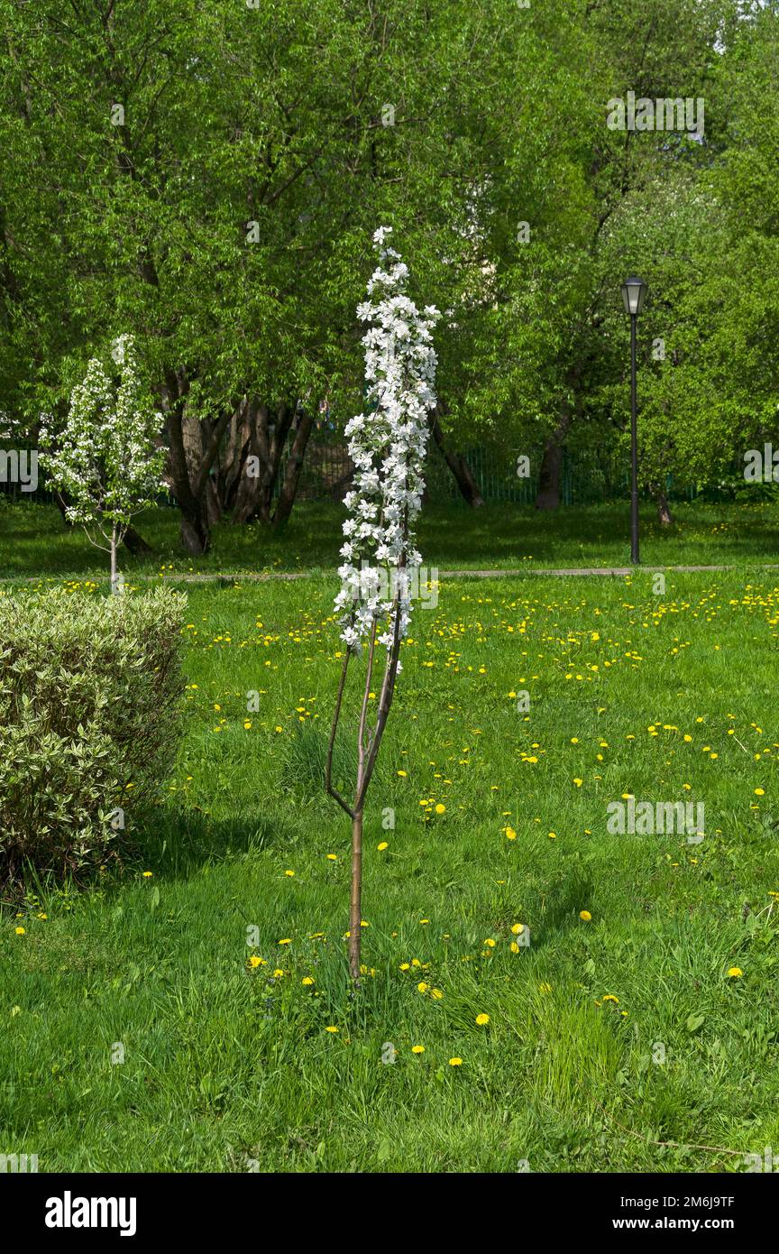 Small flowering tree hi-res stock photography and images - Alamy