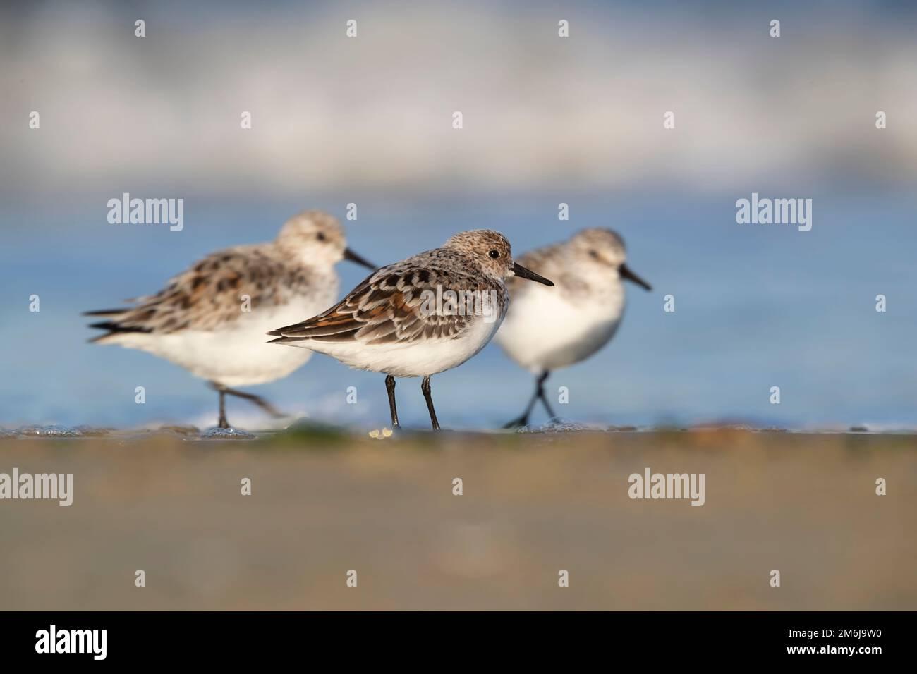 The sanderling (Calidris alba) small wading bird Stock Photo - Alamy