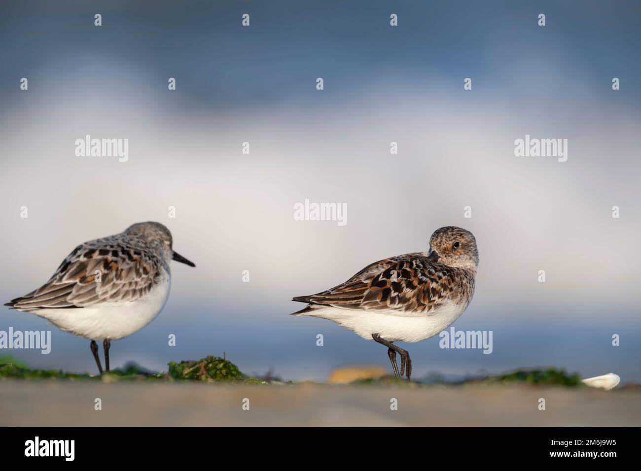 The sanderling (Calidris alba) small wading bird Stock Photo - Alamy