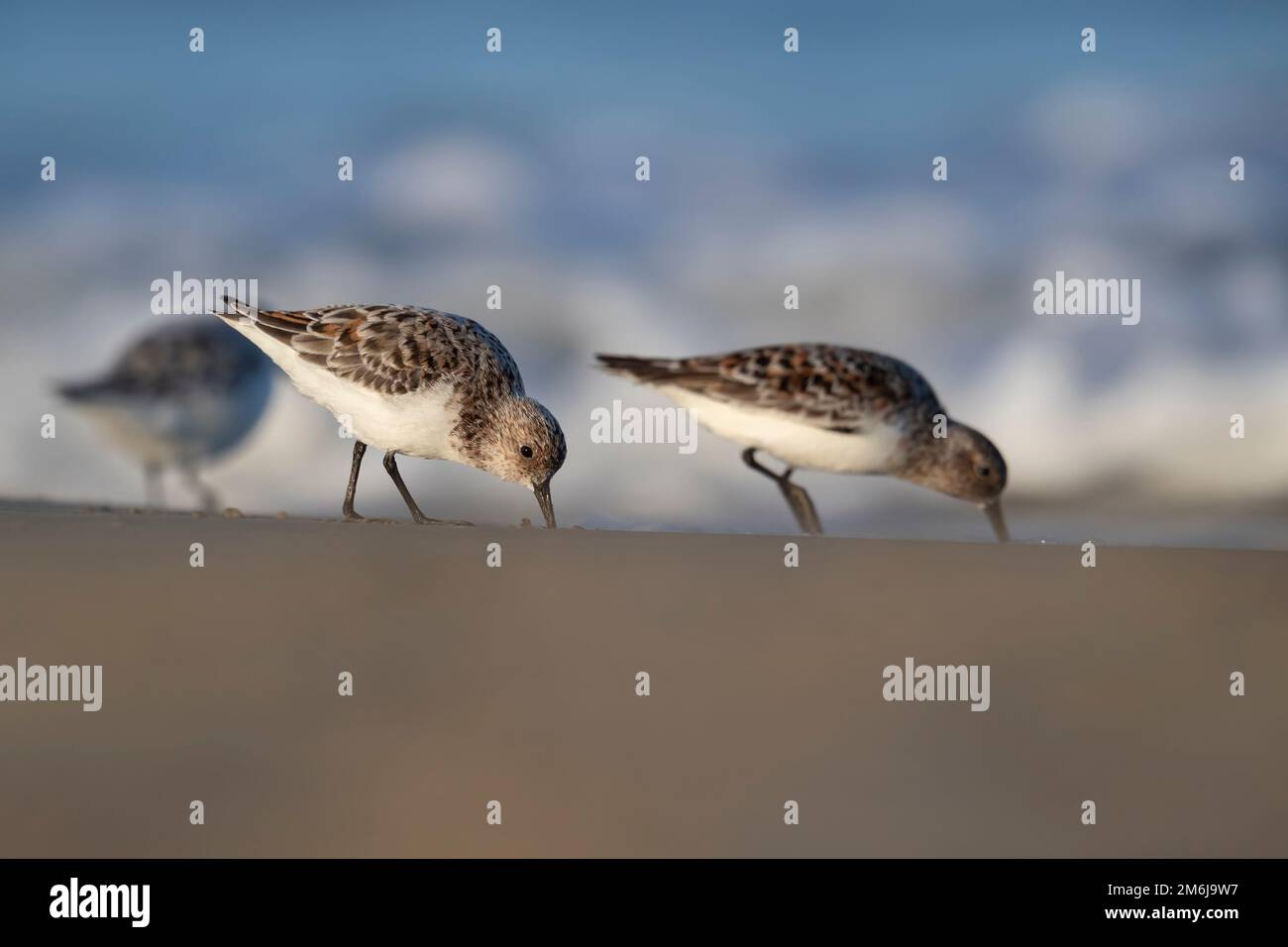 The sanderling (Calidris alba) small wading bird Stock Photo - Alamy