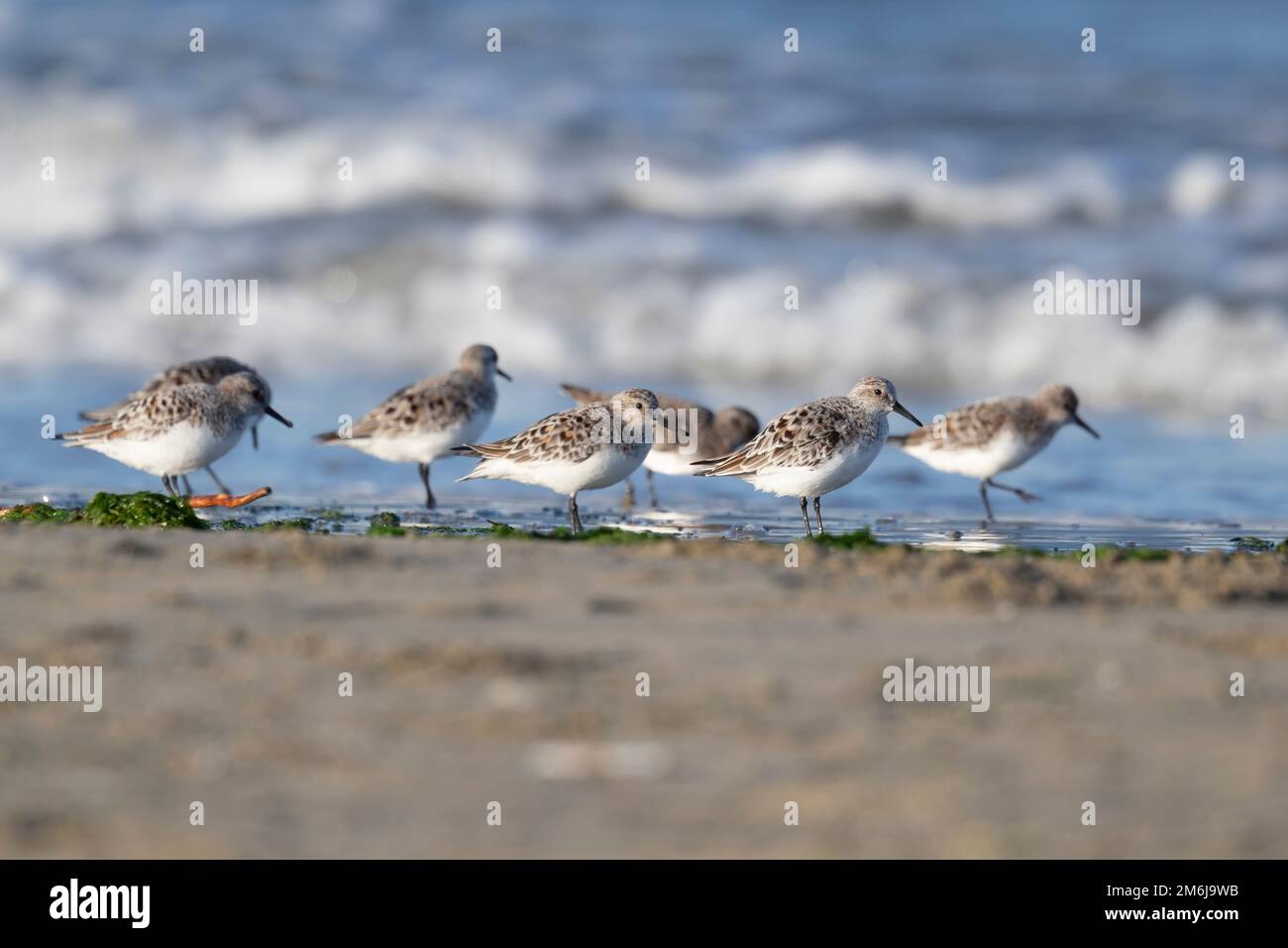 The sanderling (Calidris alba) small wading bird Stock Photo - Alamy