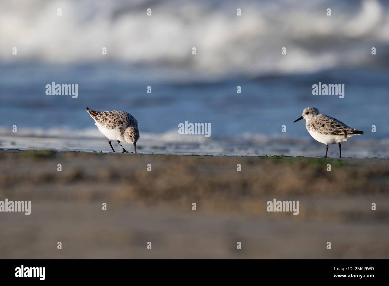 The sanderling (Calidris alba) small wading bird Stock Photo - Alamy