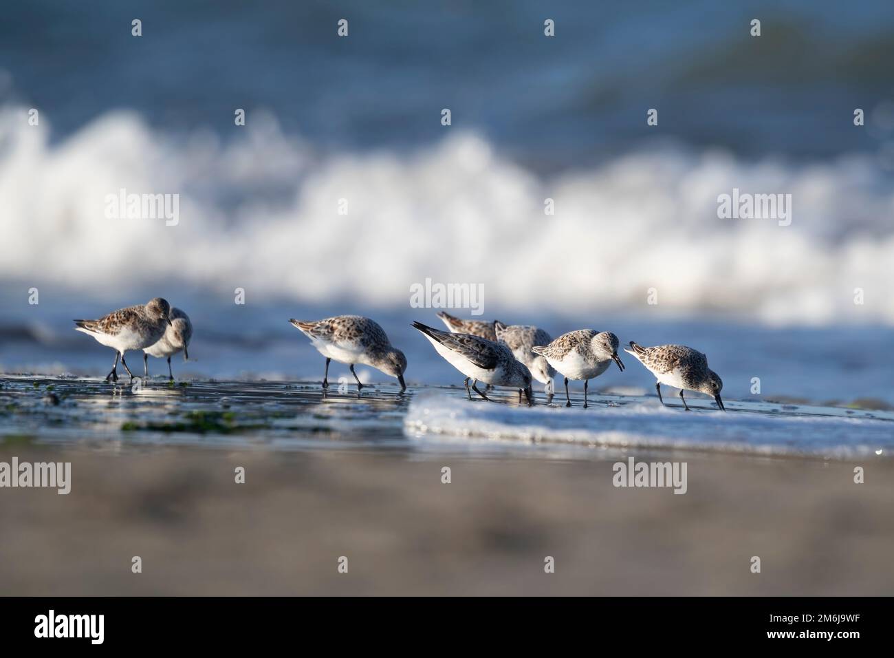 The sanderling (Calidris alba) small wading bird Stock Photo - Alamy