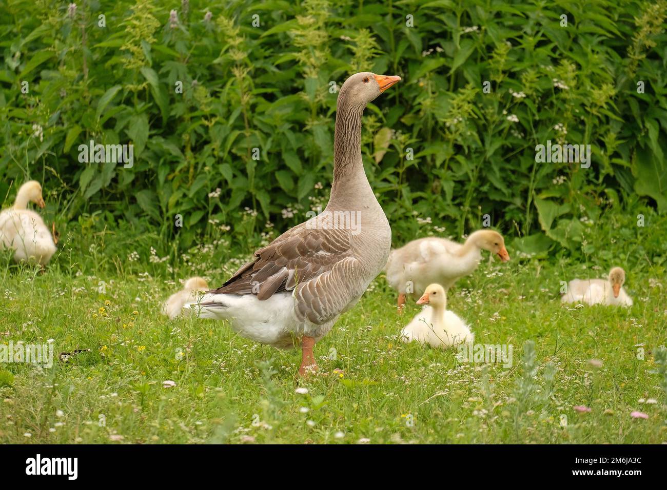 Goose goslings on green hi-res stock photography and images - Alamy