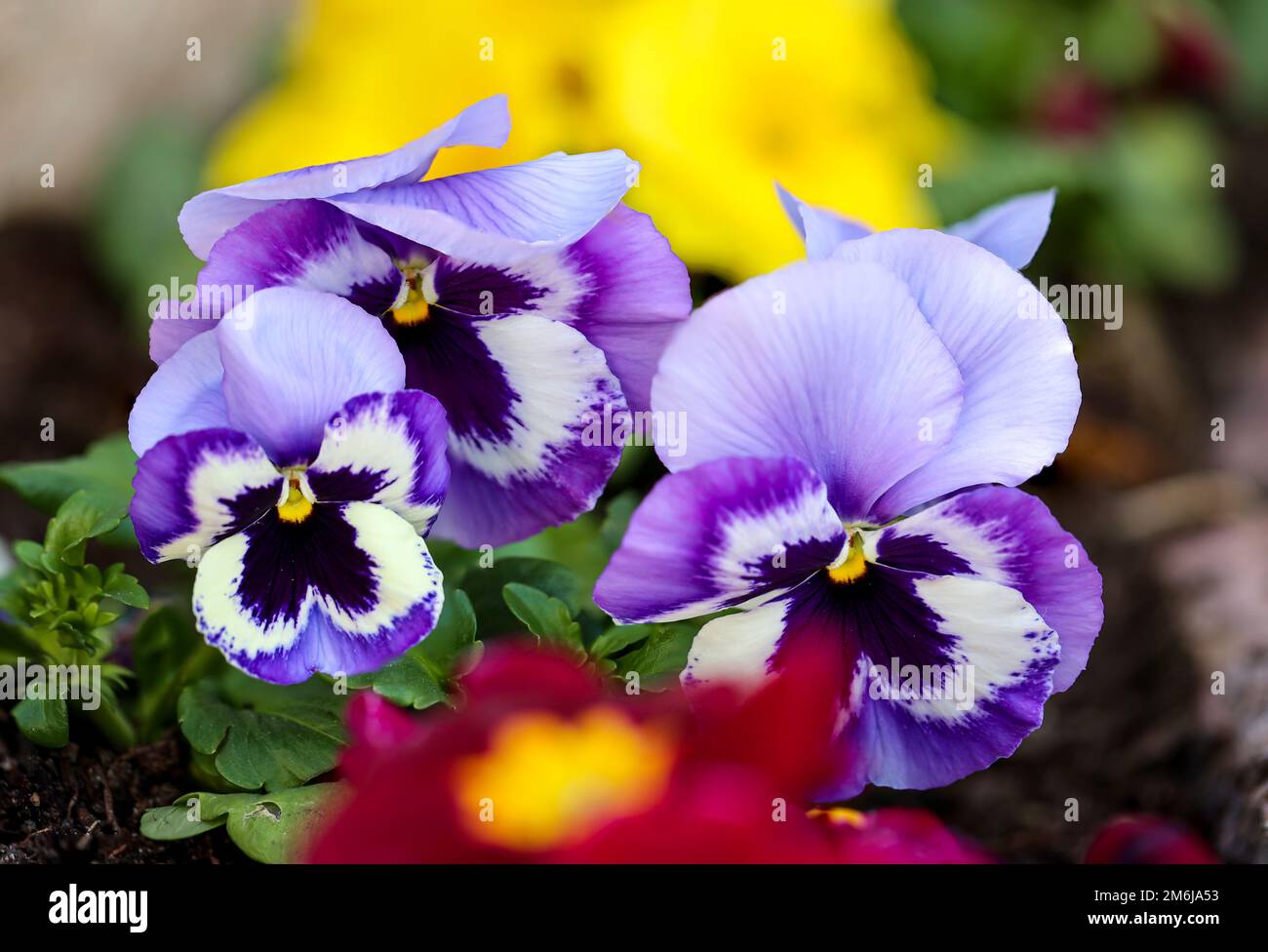 Close up of flowers of a pansy plant Stock Photo - Alamy