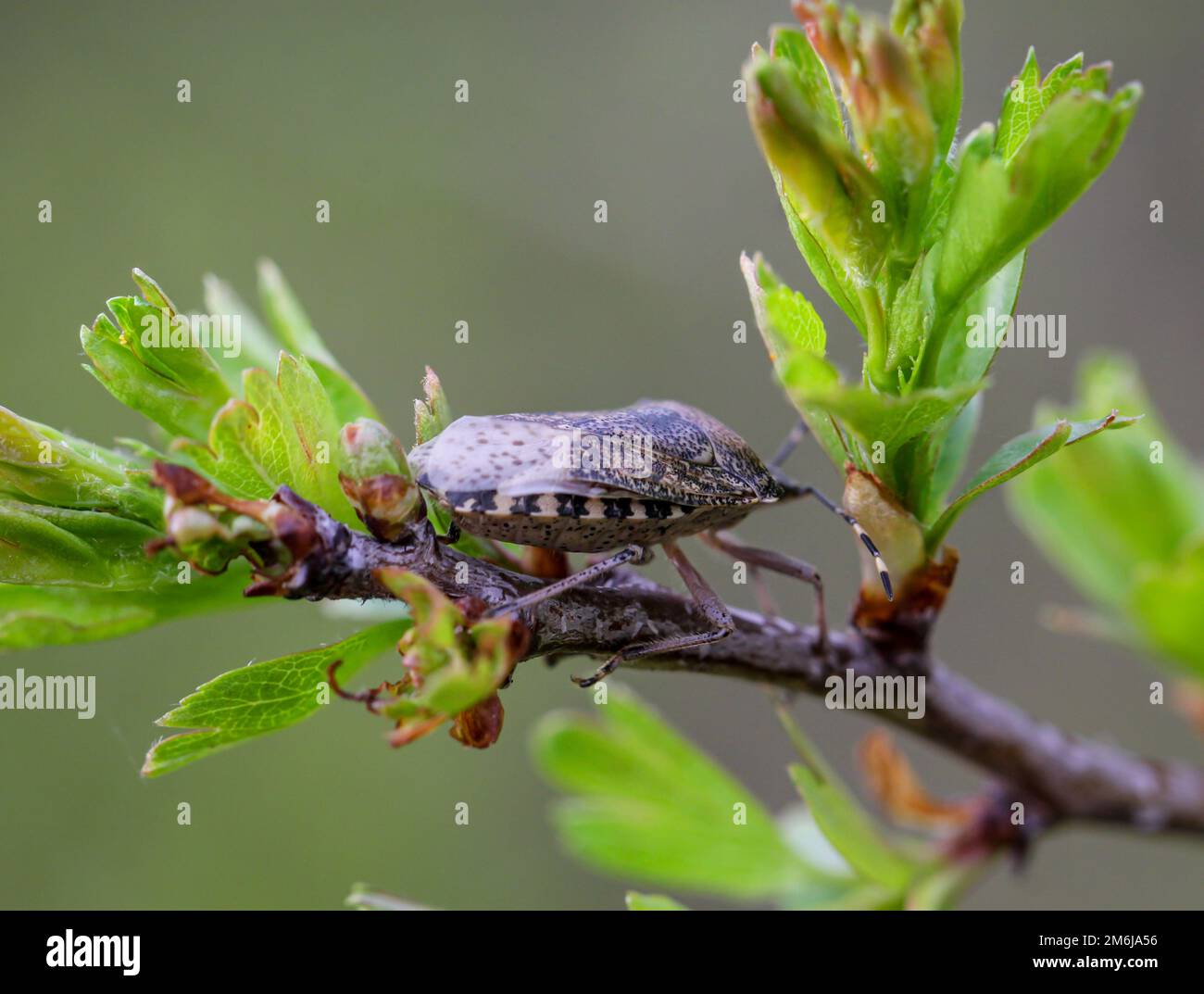 Close up of a gray garden bug, Rhaphigaster nebulosa on a plant Stock ...