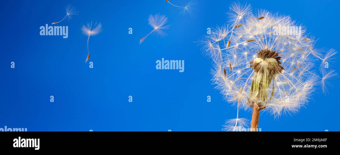 Macro image dandelion seed hi-res stock photography and images - Alamy