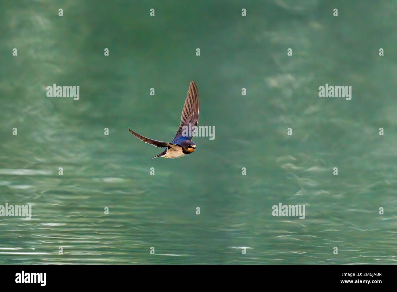 A view of a beautiful swallow flying over the lake during sunrise Stock ...