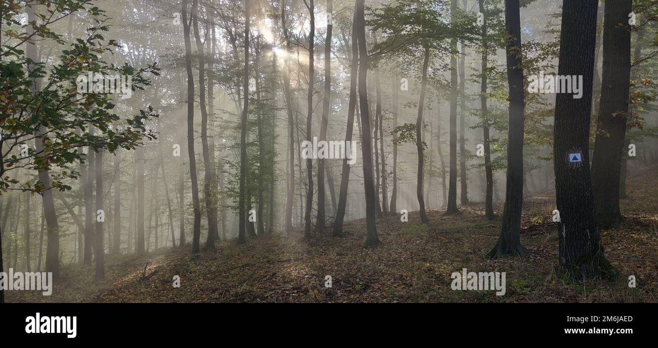 A beautiful panoramic view of a forest with tall trees during sunrise ...