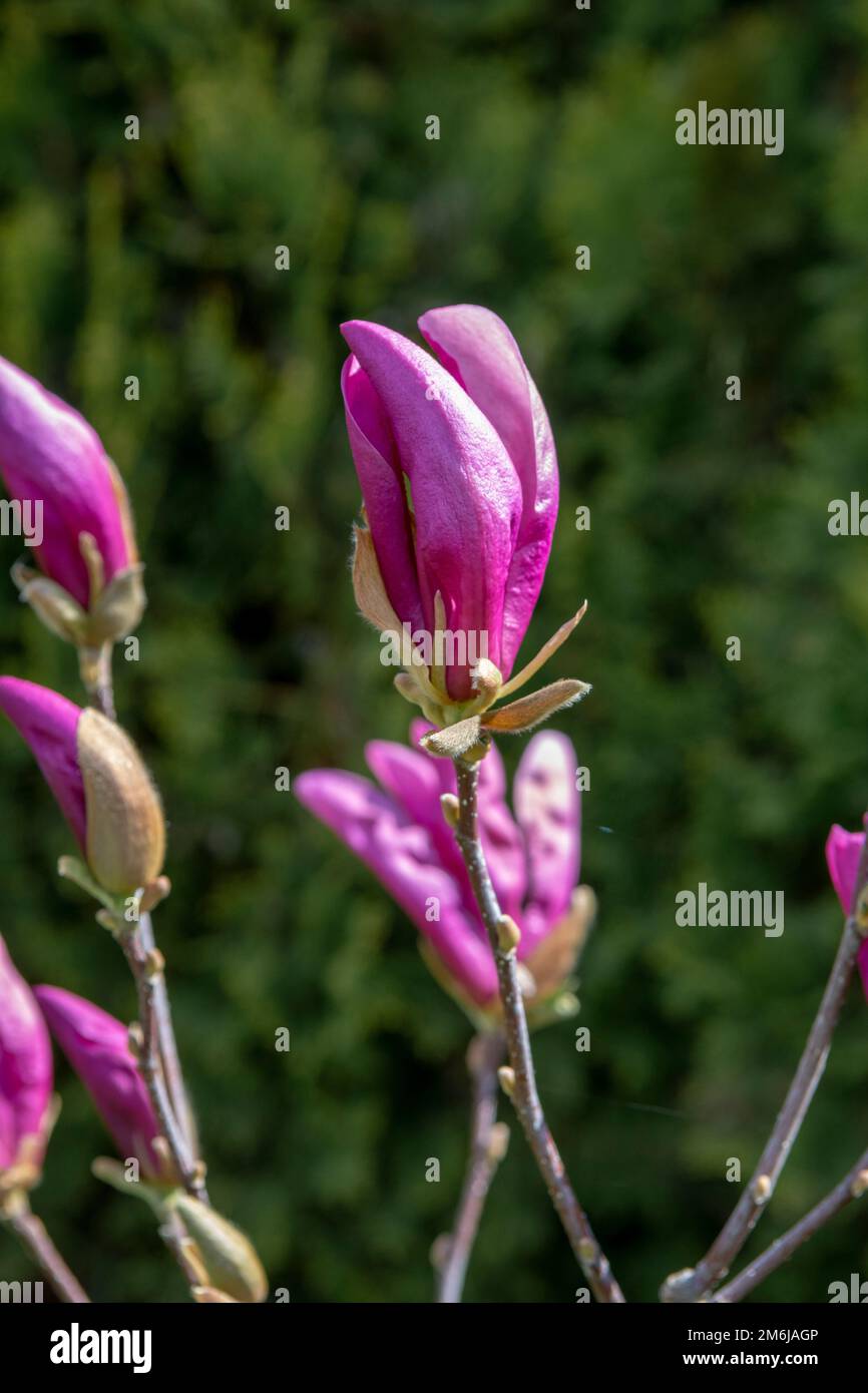 Tree purple flowers in spring hi-res stock photography and images - Alamy