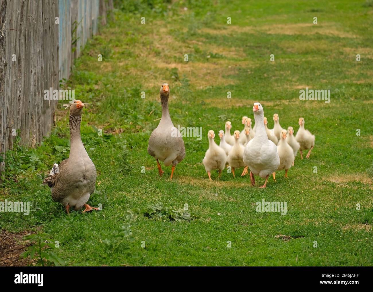 The geese are walking home along the fence. Weird funny goose Stock ...