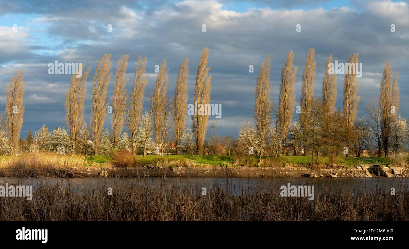 Poplar (Populus) trees growing on the river bank. Cottonwood trees in a ...