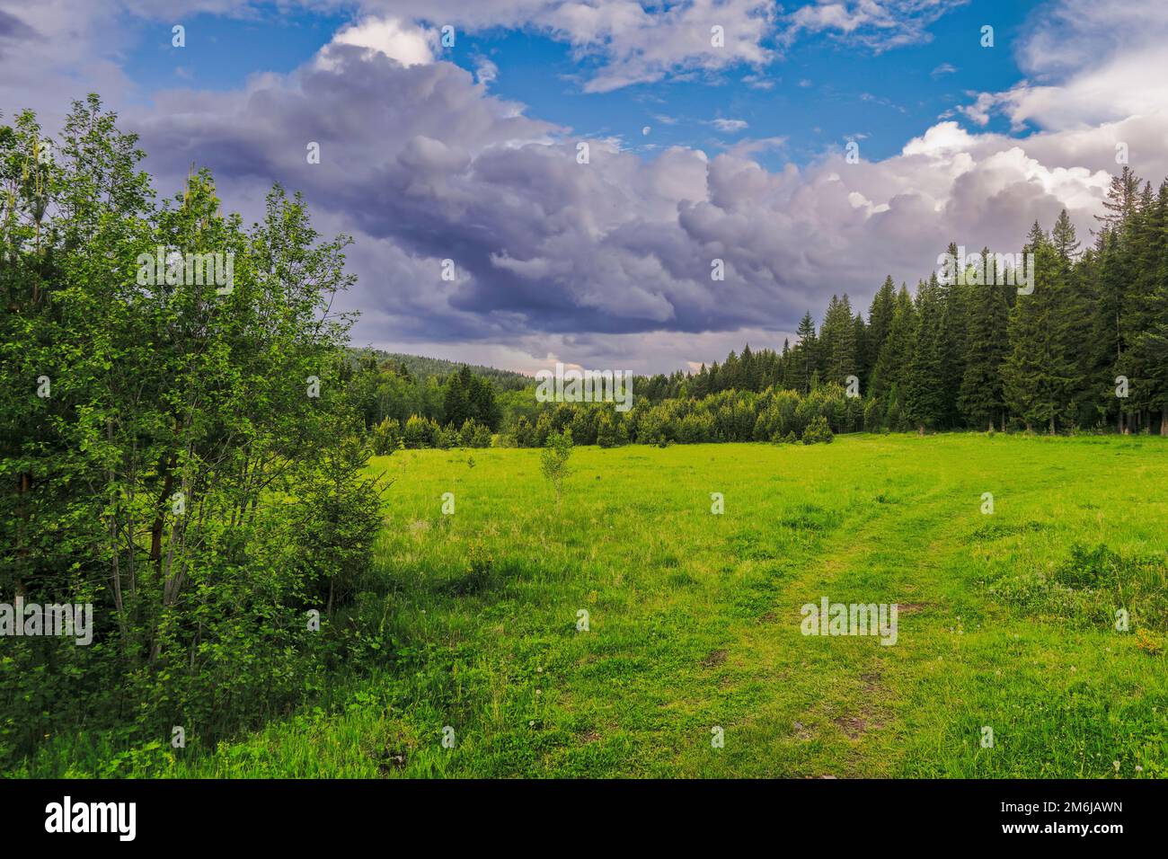 Bright Summer landscape green meadow and forest in the background ...