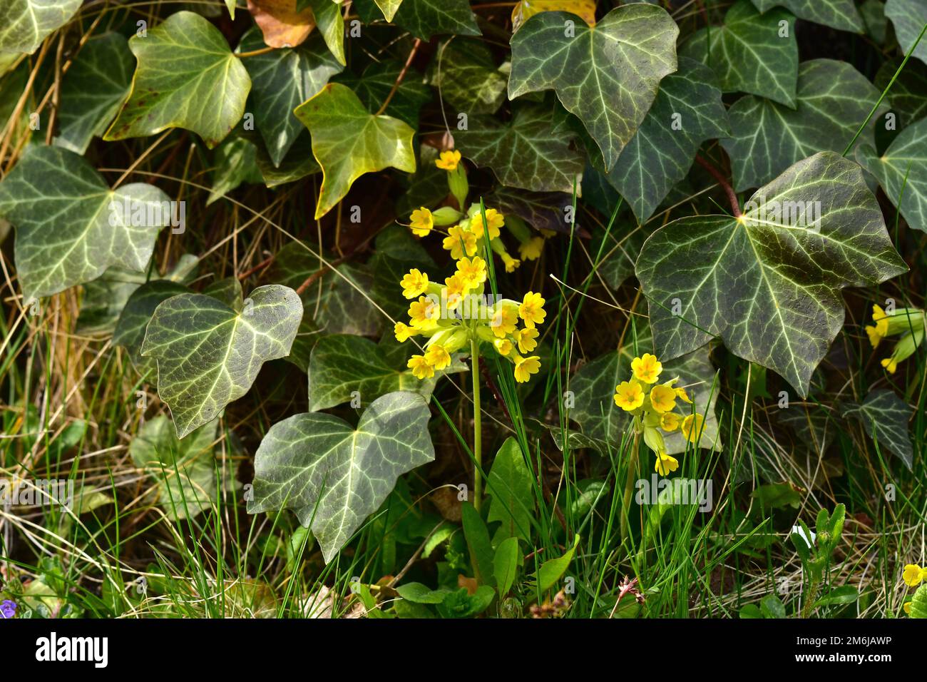 Creeping ivy plants hi-res stock photography and images - Alamy