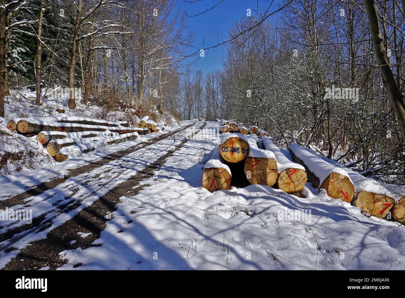 Log pile in winter Stock Photo - Alamy