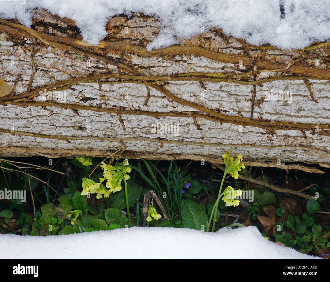 Primrose tree hi-res stock photography and images - Alamy