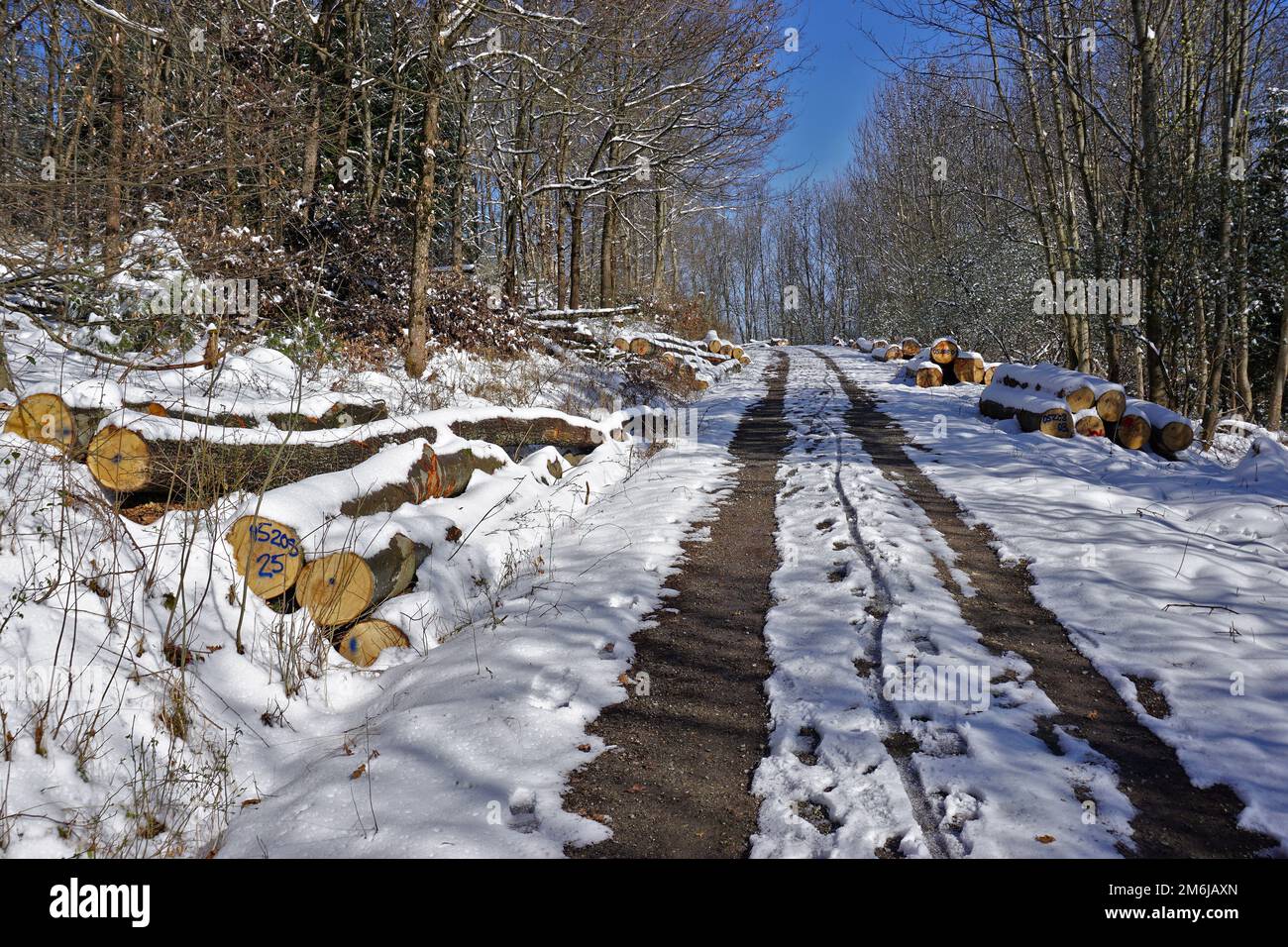Log pile in winter Stock Photo - Alamy