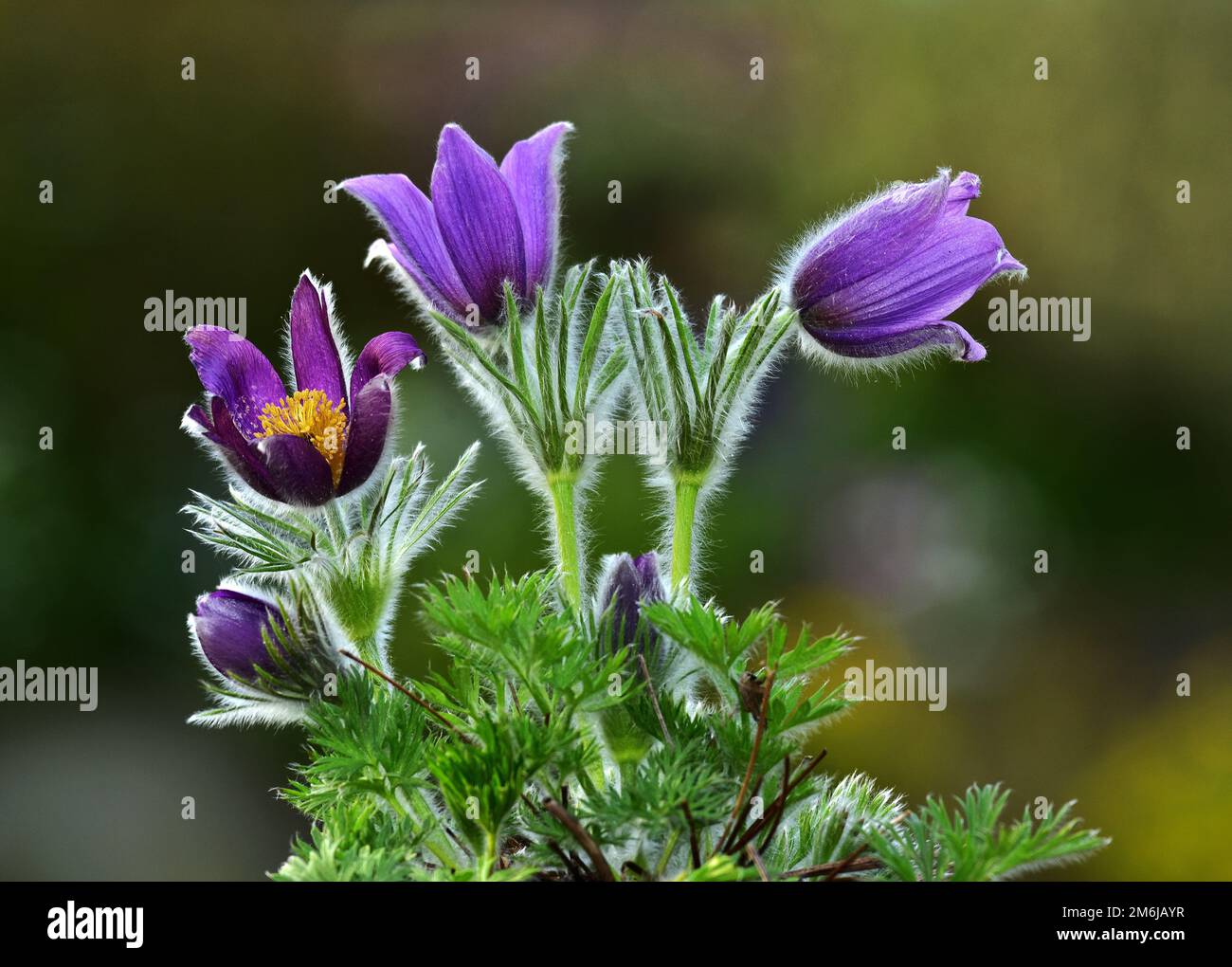 Close up backlit common hi-res stock photography and images - Alamy