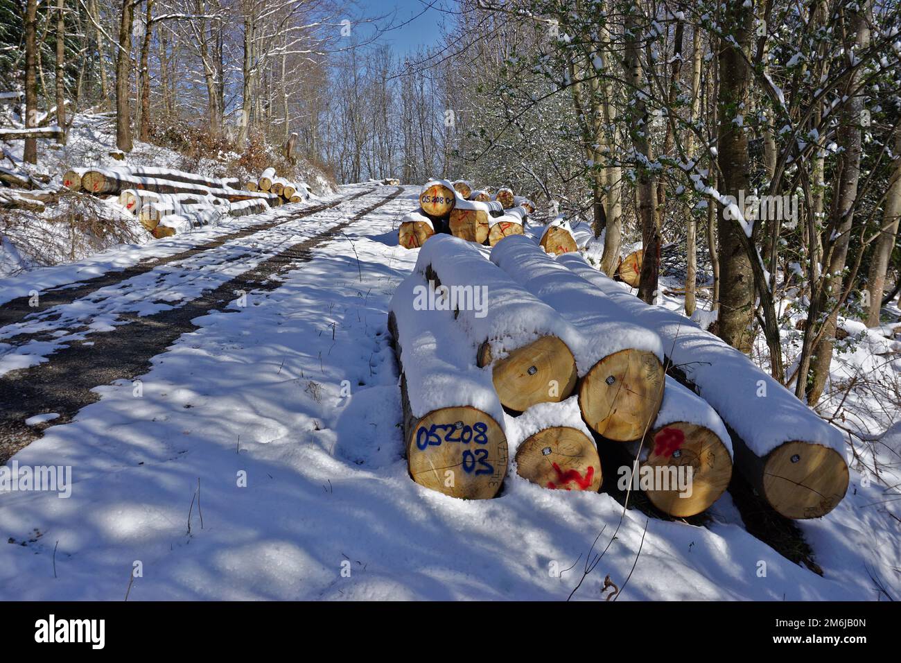 Log pile in winter Stock Photo - Alamy