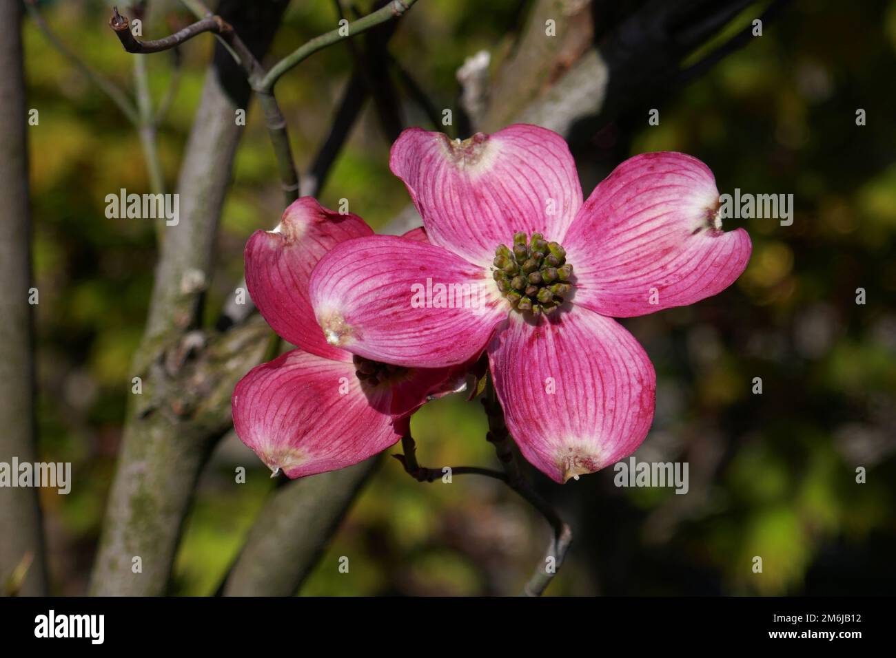 Cornus kousa fruit hi-res stock photography and images - Alamy