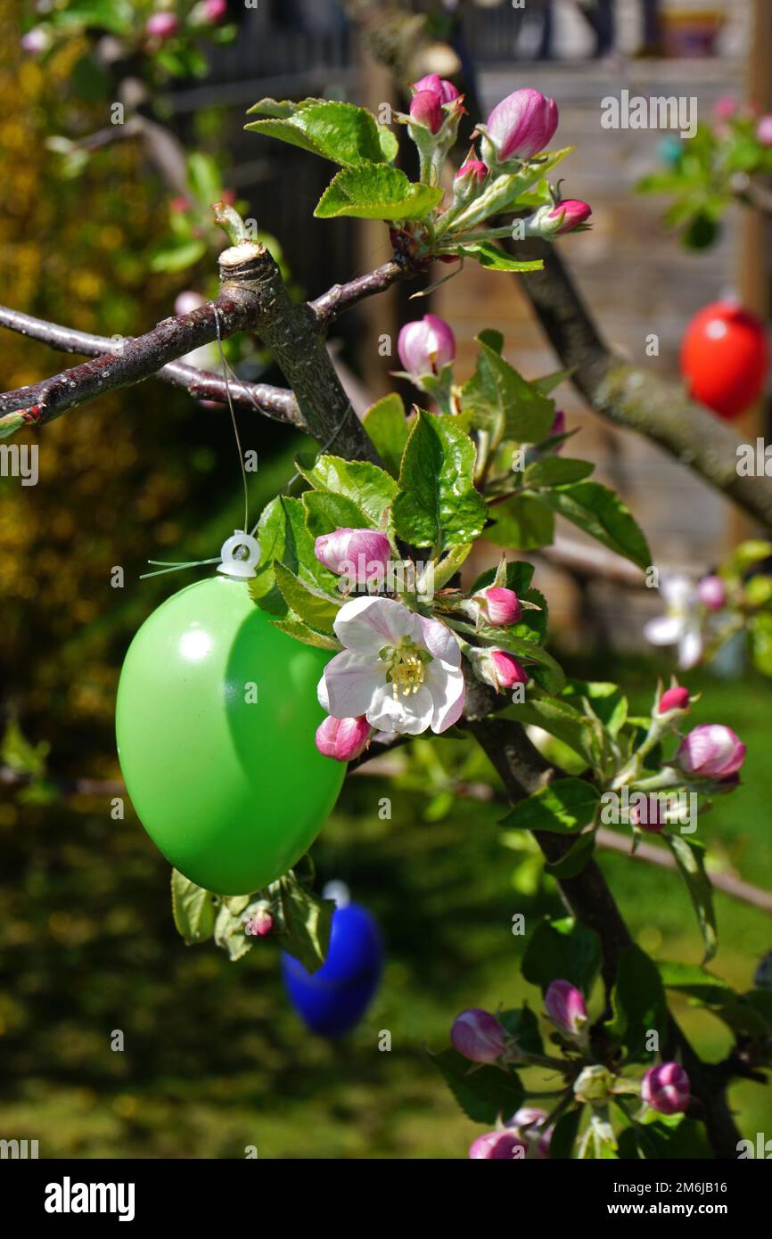 Easter egg on a blooming apple tree Stock Photo - Alamy