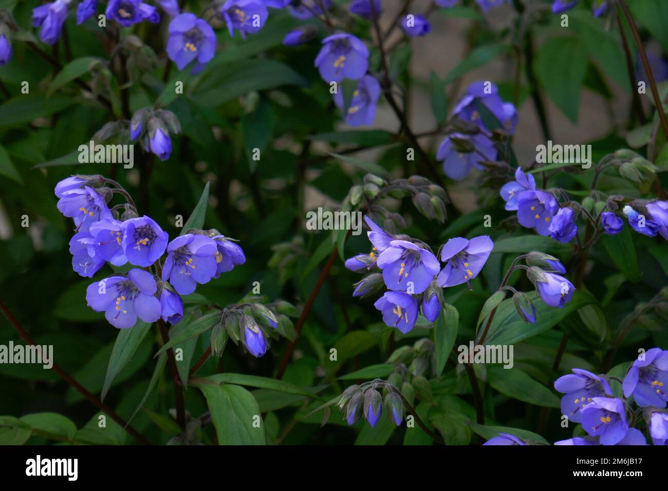 Jacobs ladders hi-res stock photography and images - Alamy