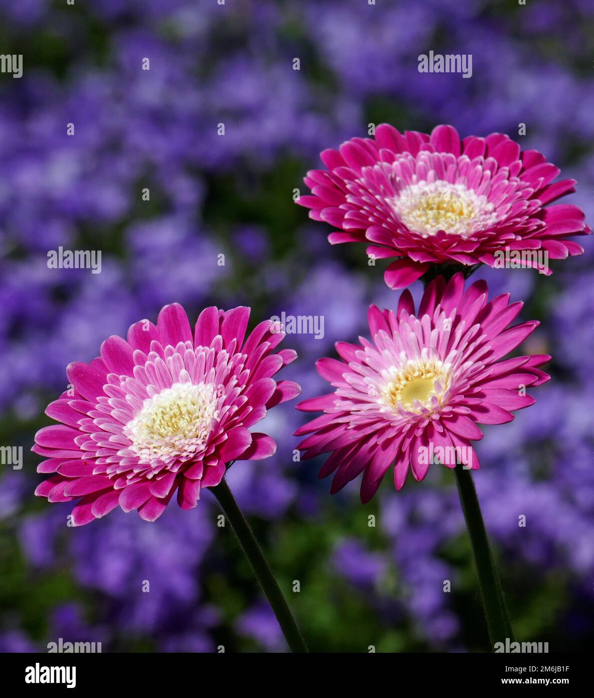 Gerbera species hi-res stock photography and images - Alamy