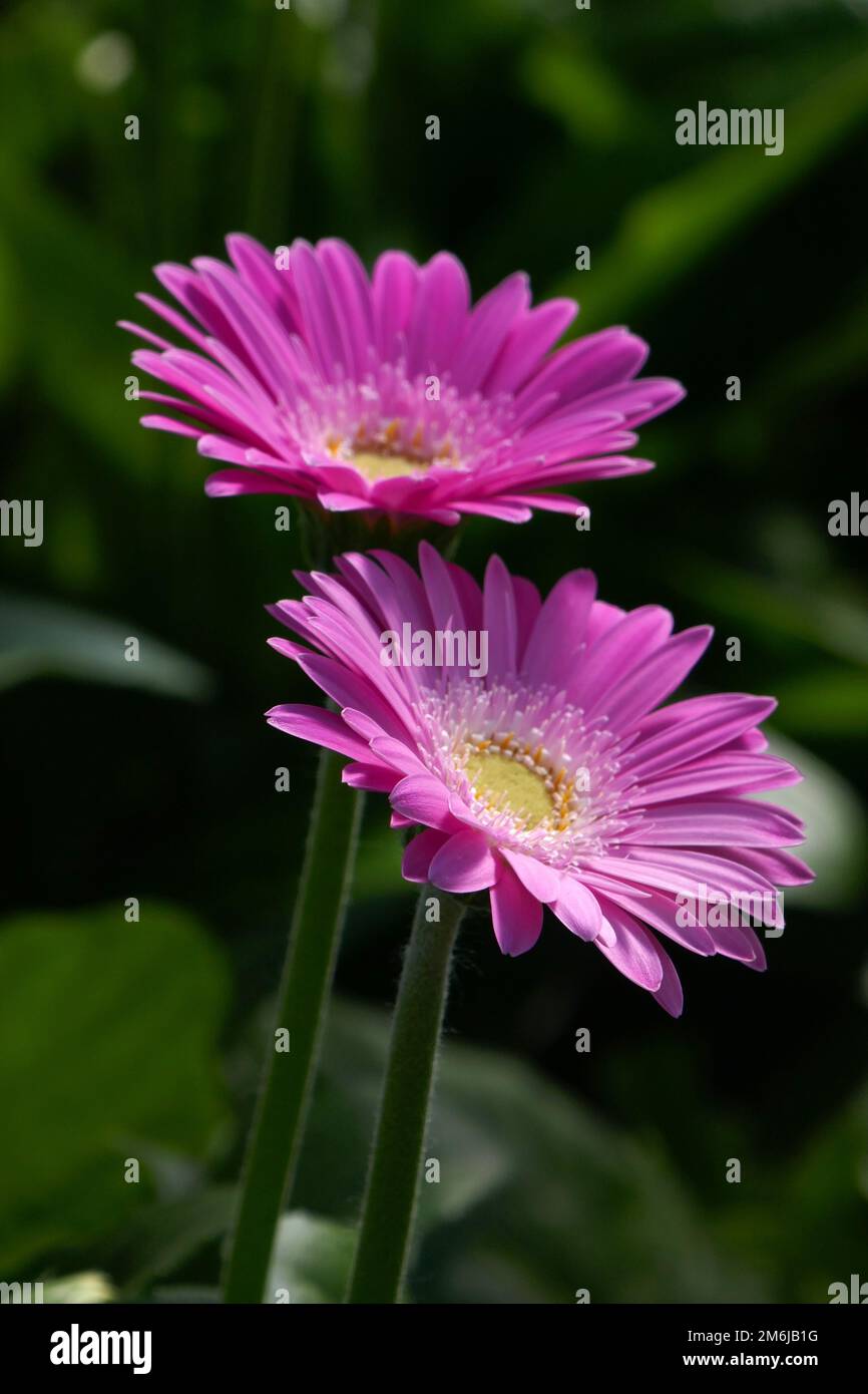 Gerbera daisy container hi-res stock photography and images - Alamy