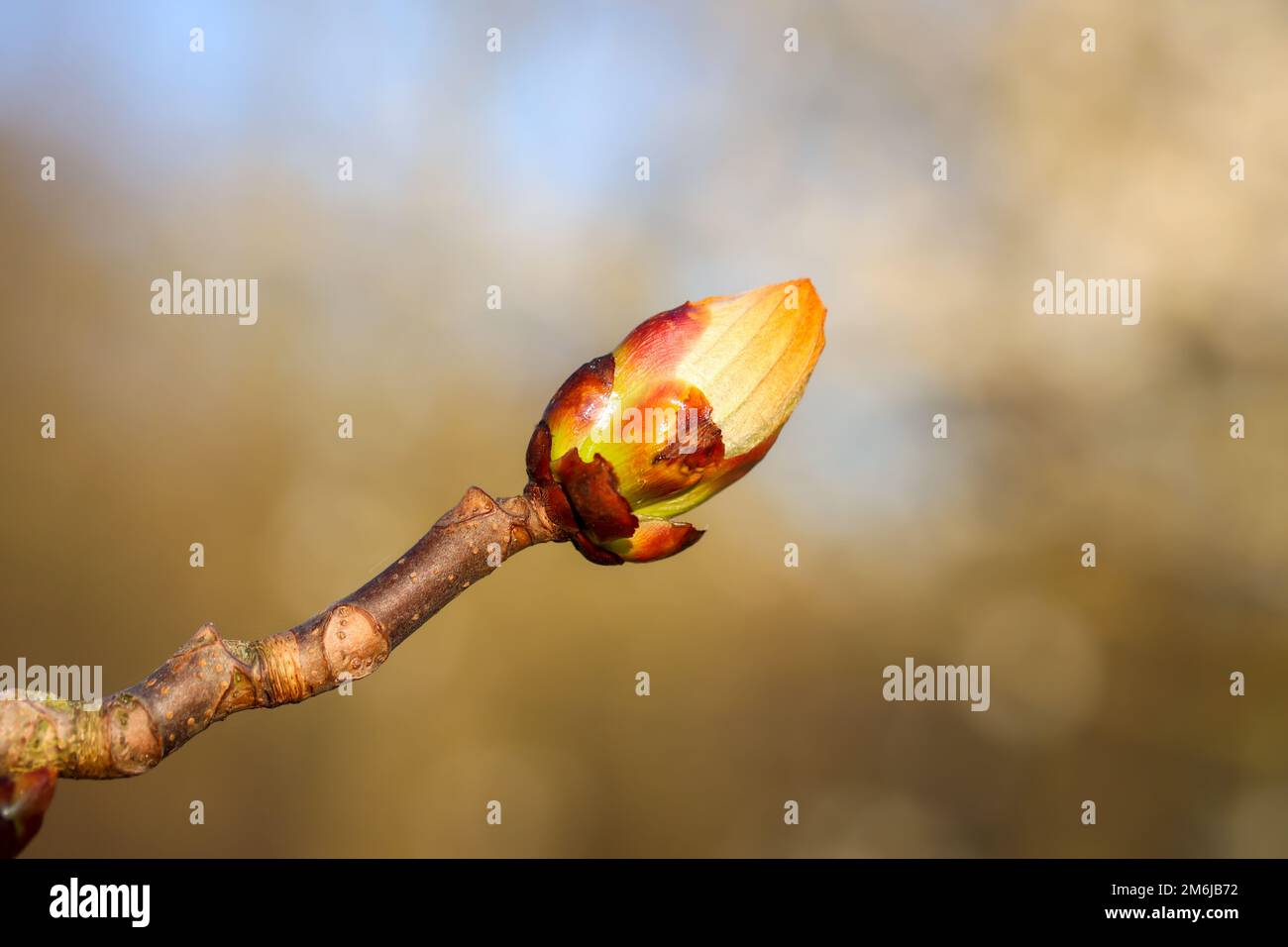 Leaf shoot in spring hi-res stock photography and images - Alamy