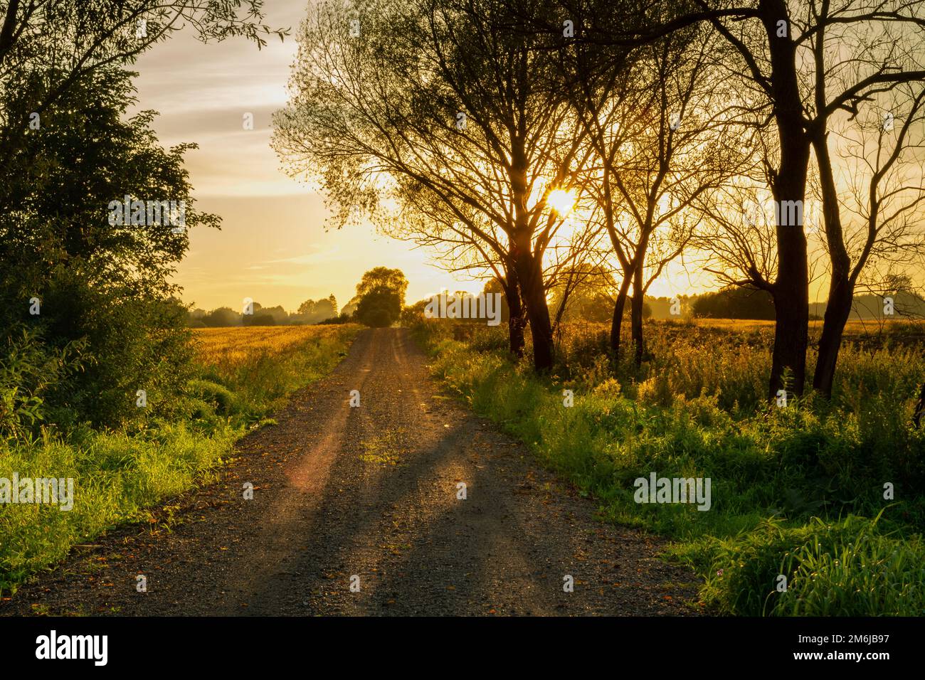 Road with slag between trees and countryside during sunset Stock Photo ...