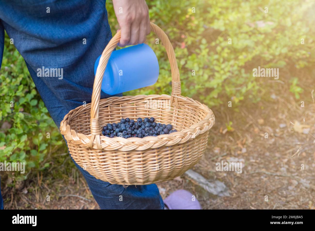 Picking blueberries. A woman walks early in the morning through the ...