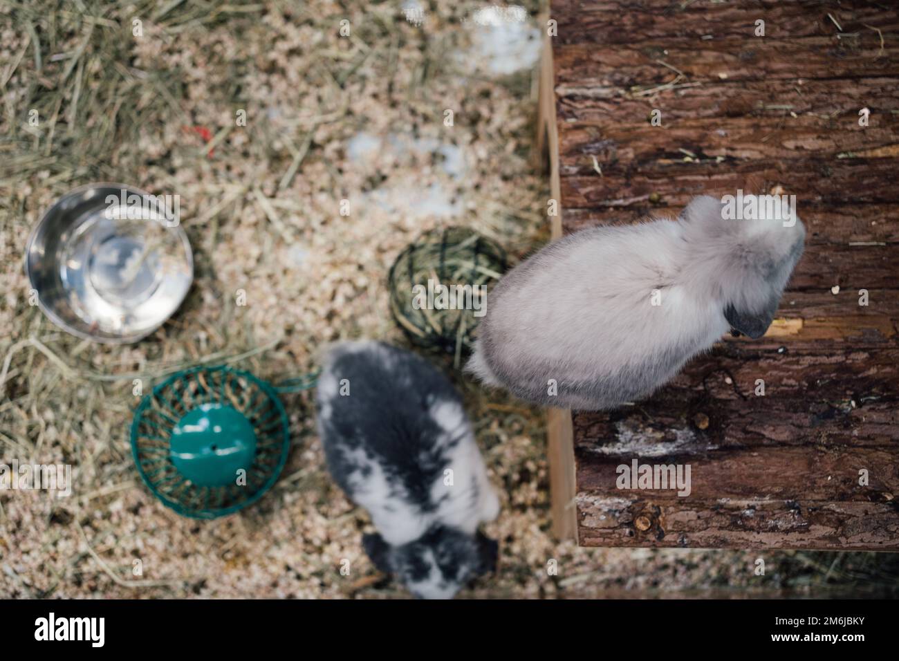 Grey rabbits hi-res stock photography and images - Alamy