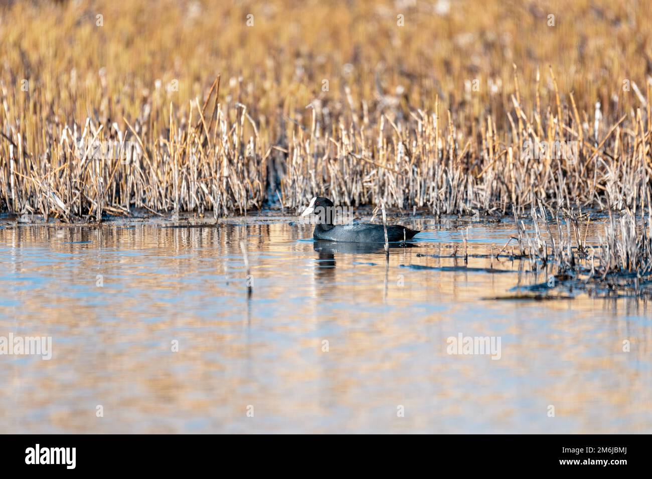 Hiding bird hi-res stock photography and images - Alamy