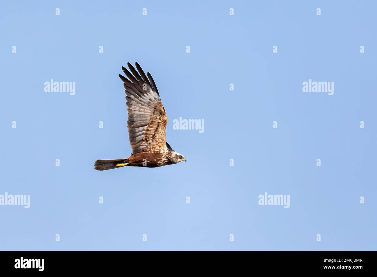 Marsh Harrier, Birds of prey, Europe Wildlife Stock Photo - Alamy