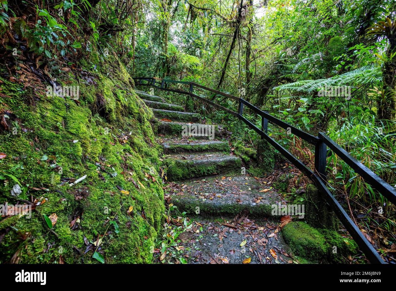 Tourist trail in rainforest in Tapanti national park, Costa Rica Stock ...