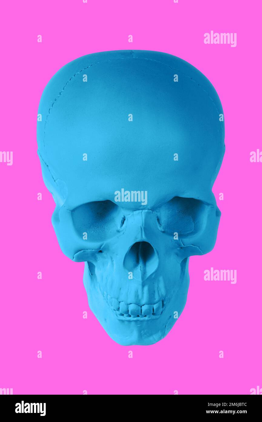 Blue gypsum human skull on isolated pink background with clipping path ...