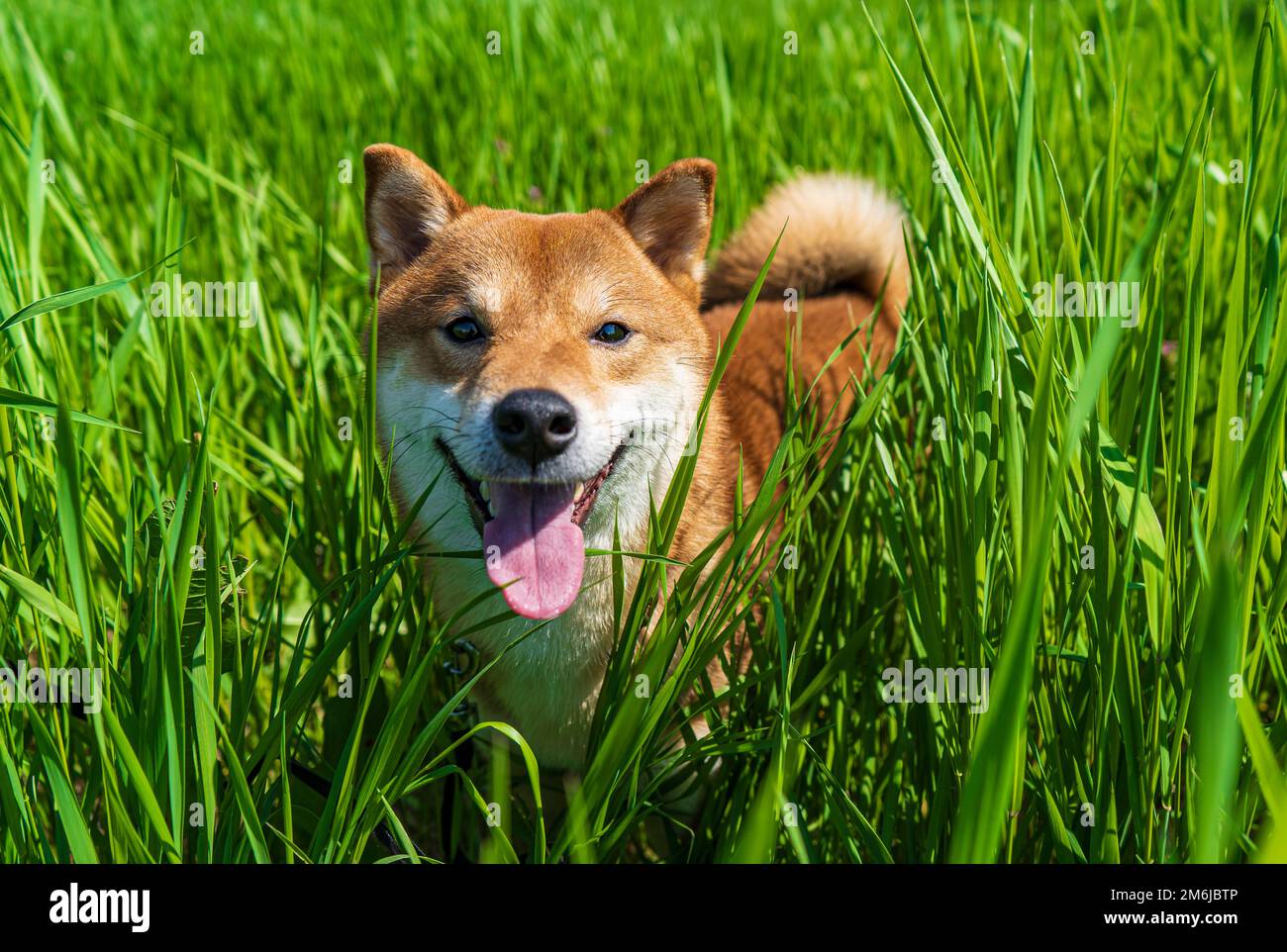 Happy shiba inu dog. Red-haired Japanese dog smile portrait Stock Photo ...