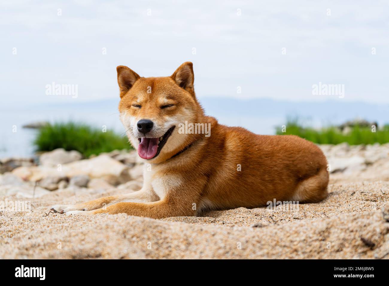 Happy red shiba inu dog is lying on the sand. Red-haired Japanese dog ...