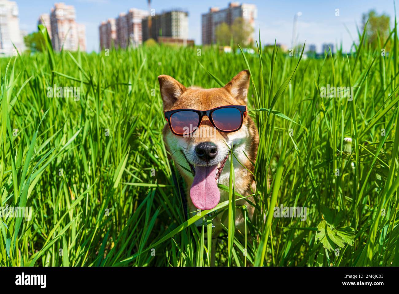 Shiba inu wearing red hi-res stock photography and images - Alamy