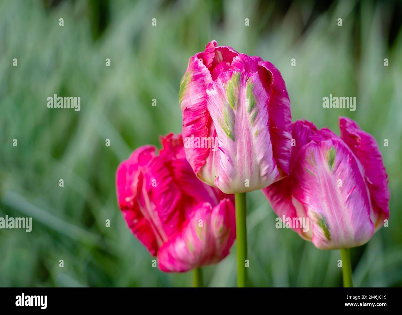 Pink parrot hi-res stock photography and images - Alamy