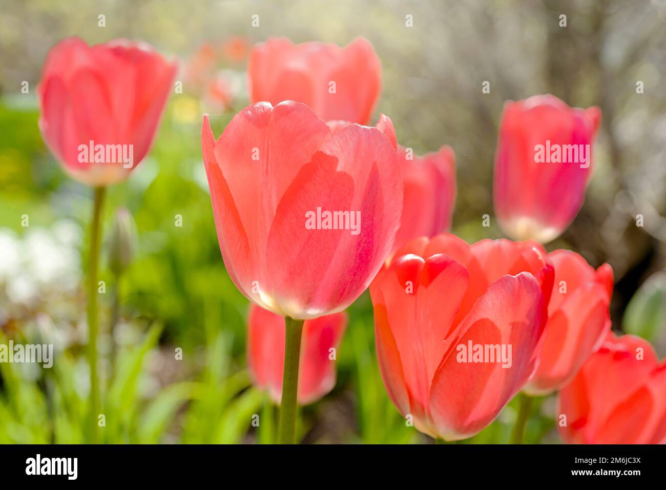 Shining tulips hi-res stock photography and images - Alamy