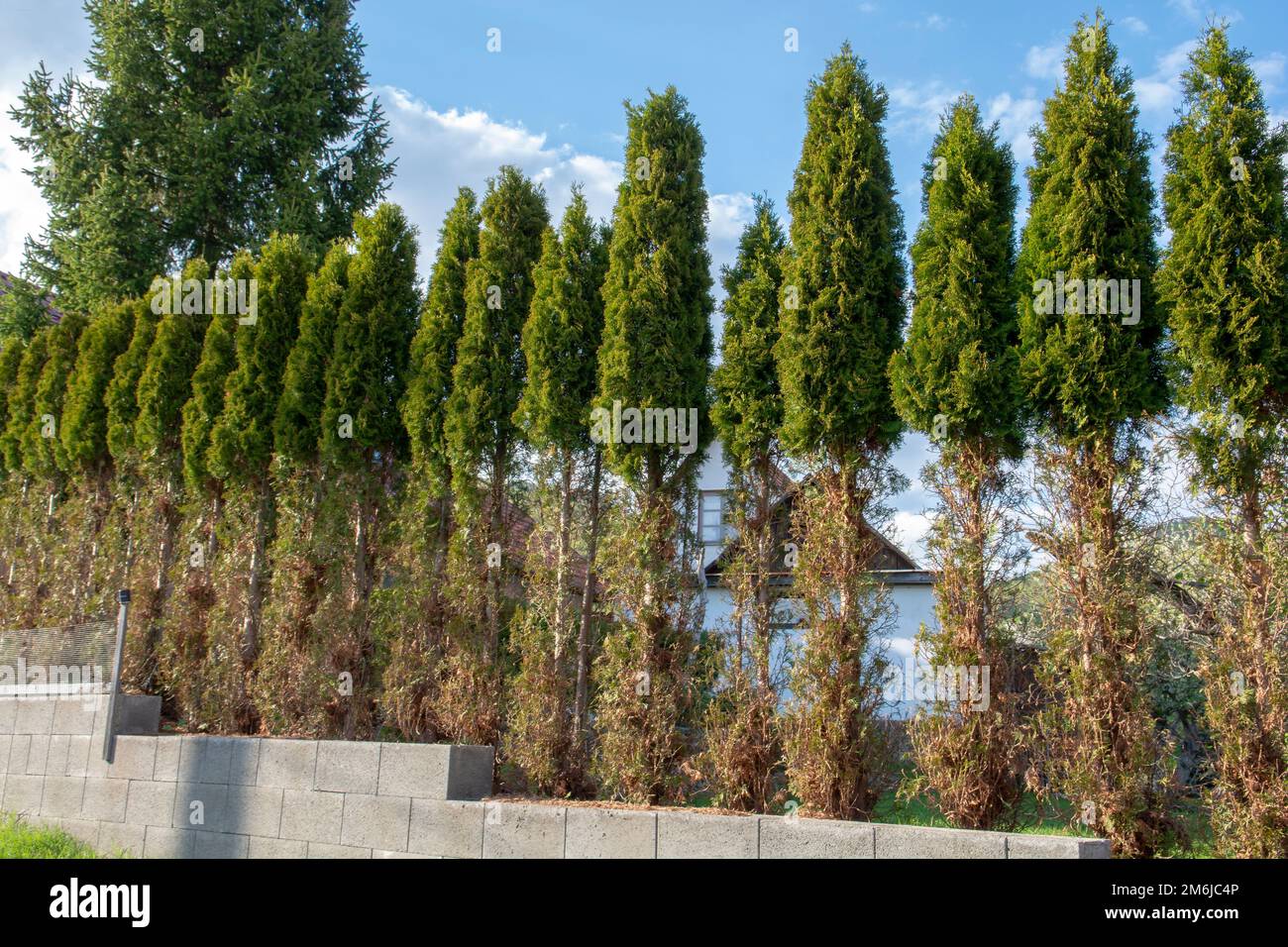 Thuja (Arborvitae) branches and needles eaten by deer in the winter ...