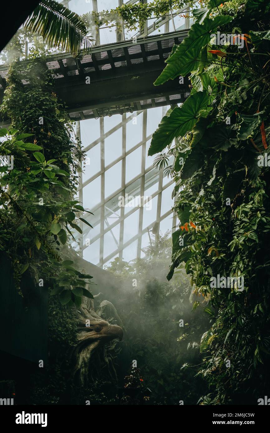 A foggy view under an indoor bridge in Gardens by the Bay, Singapore ...