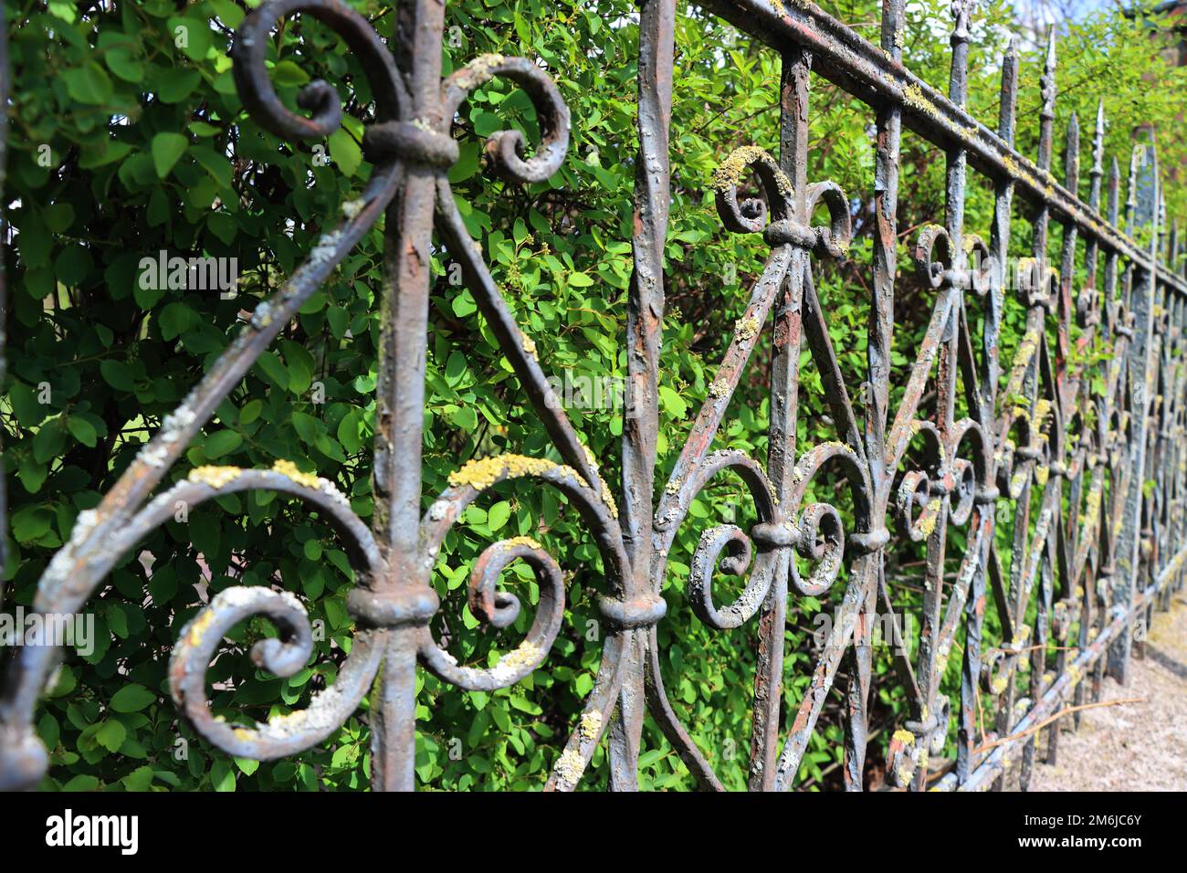 Lichen and rust on an old wrought iron garden fence Stock Photo - Alamy