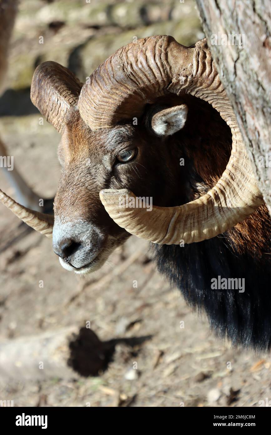 Mufflon widder hi-res stock photography and images - Alamy