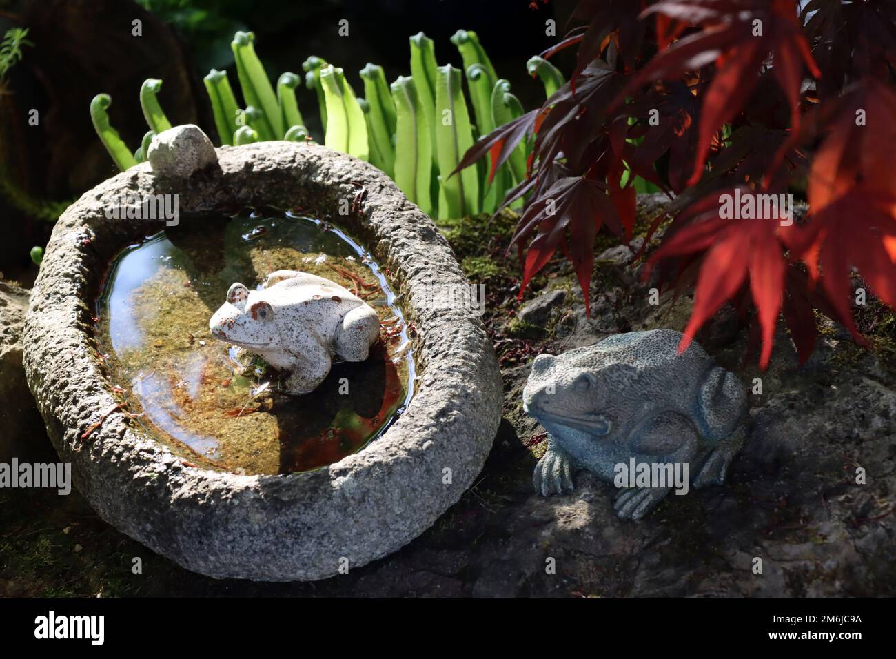 Birdbath with clay frogs as crop decoration, behind it young fronds of ...