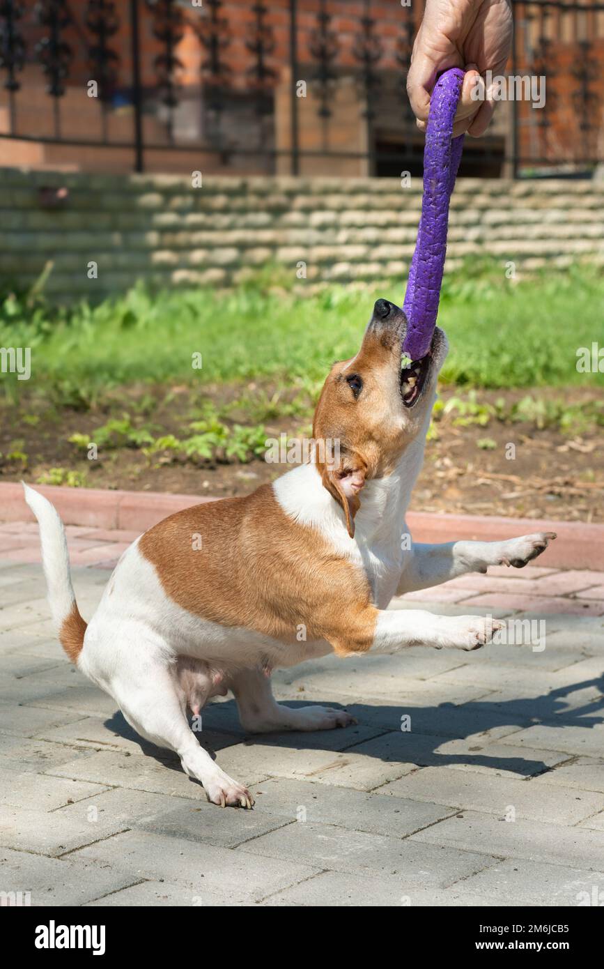 Jack Russell Terrier female playing with puller toy Stock Photo - Alamy