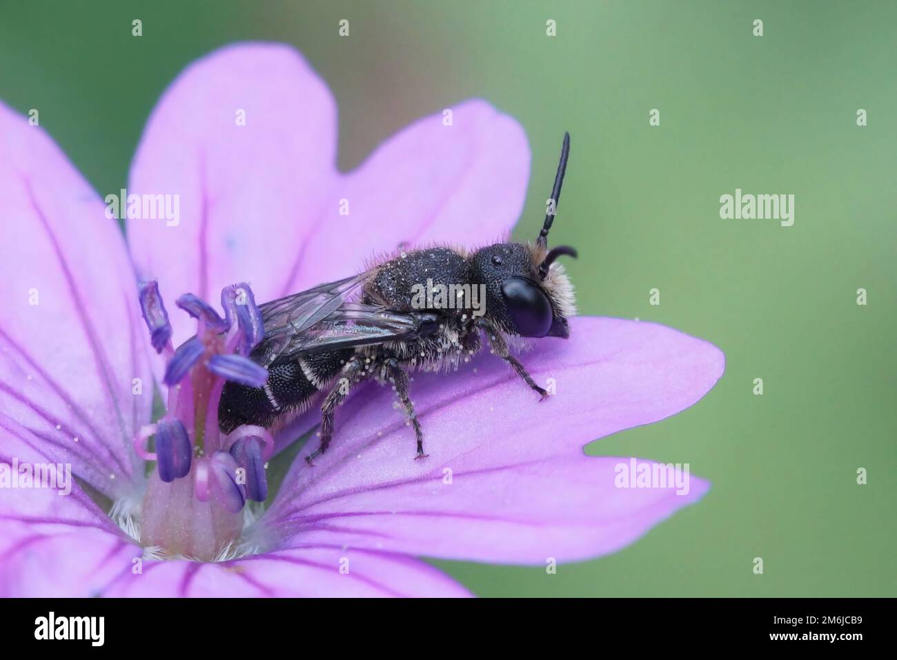 Closeup on a cute Large-headed, Armoured-Resin Bee , Heriades truncormu ...